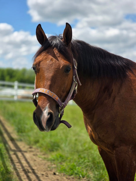 Basic Animal Health - Horse Supplements, Livestock Supplements