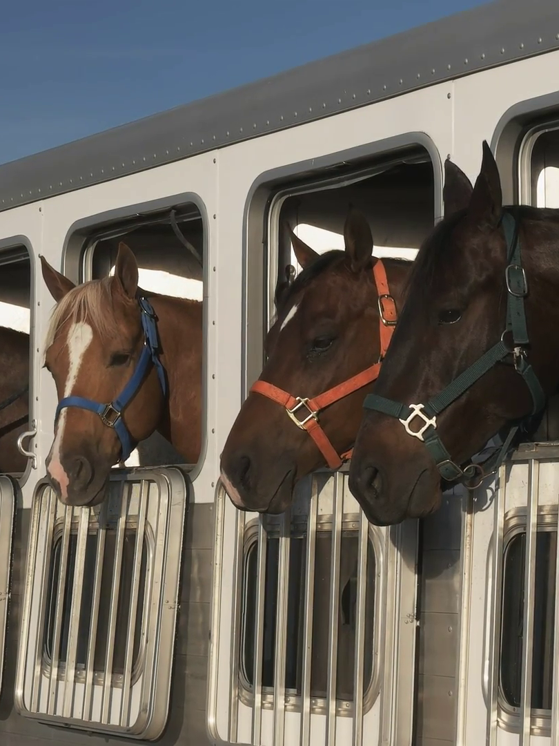 Basic Animal Health | Formerly Basic Equine Health