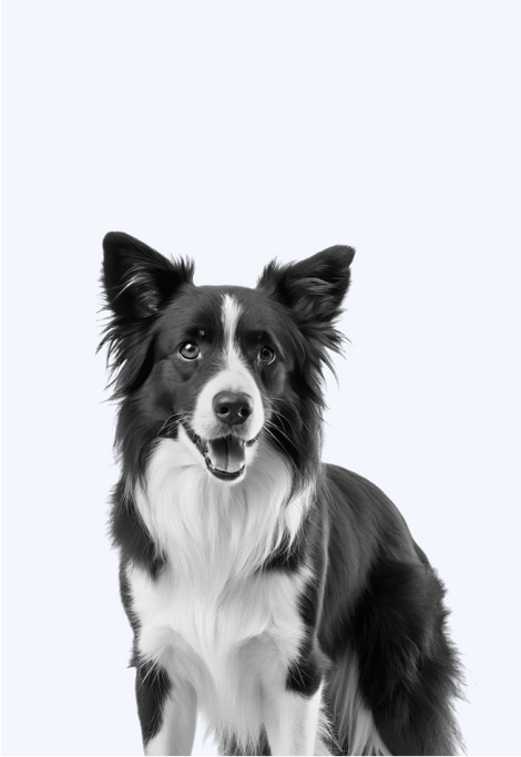 Basic Animal Health - Horse Supplements, Livestock Supplements